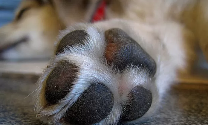 Por qué las patitas de mi perro huelen a queso