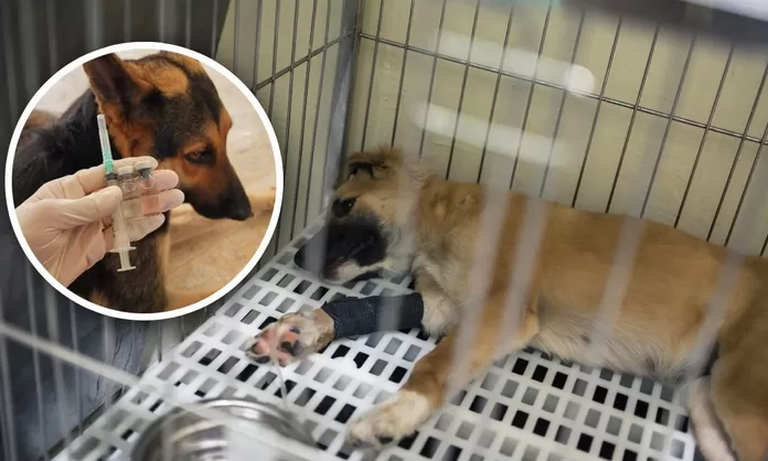 Qué es el distemper canino: Síntomas, diagnóstico y cura