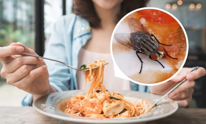 ¿Se posaron moscas en tu comida? Este es el daño que causa