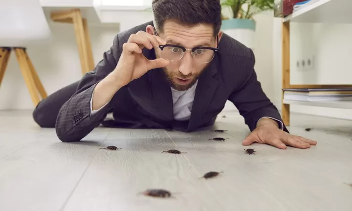 El significado de por qué algunos insectos entran a tu casa