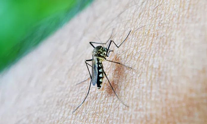 Tipos de dengue: ¿en qué casos puede ser mortal?